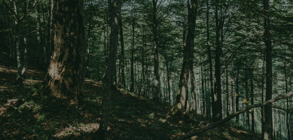 Meet the Management… | Action Tree Removal